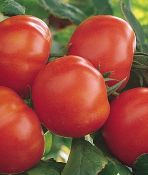 OARDC accepting nominations for organic grafted tomato study - Produce ...