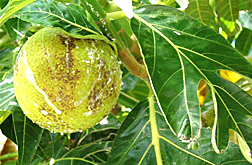 Studies confirm breadfruit's ability to repel insects - Produce Grower