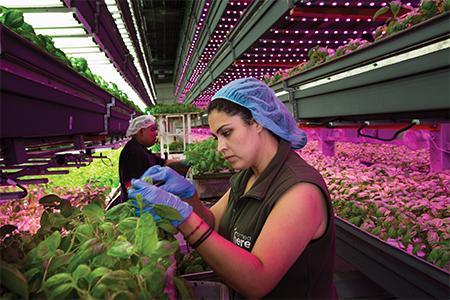 Seizing the moment - Produce Grower