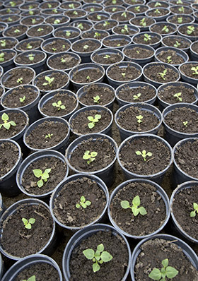 Jiffy Products of America opens new substrate manufacturing facility ...