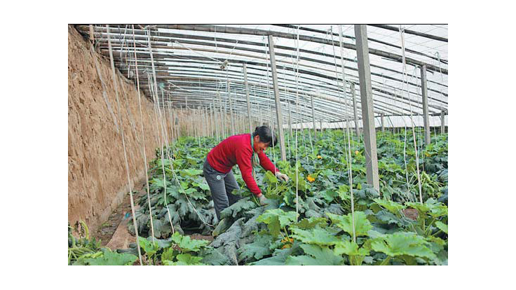 Cuesta Roble Consulting announces updated World Greenhouse Vegetable ...