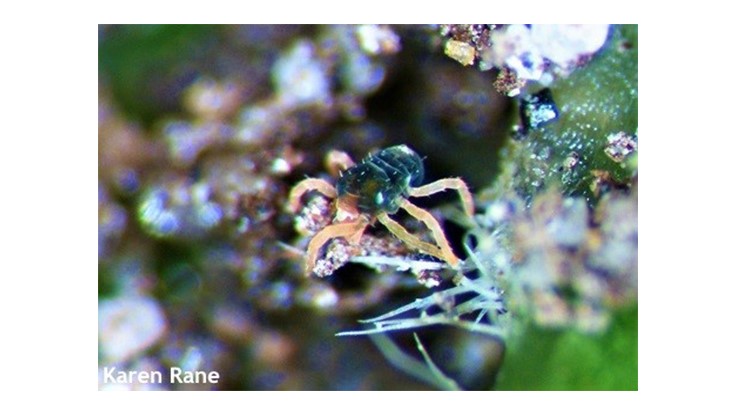 Strange mite pest found in high tunnel vegetables - Produce Grower