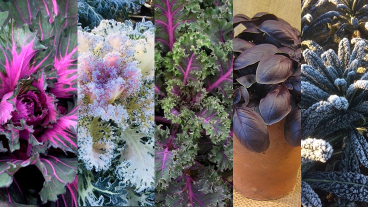 Hort Couture announces breeding partnership with Tozer Seed UK ...