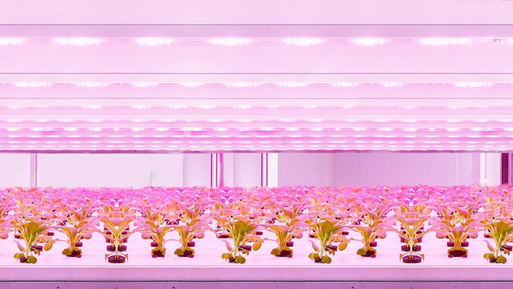 Signify's new module designed for multi-layer crop production - Produce ...