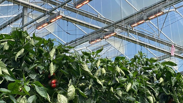 Red Sun Farms begins use of supplemental lighting in Ontario - Produce ...
