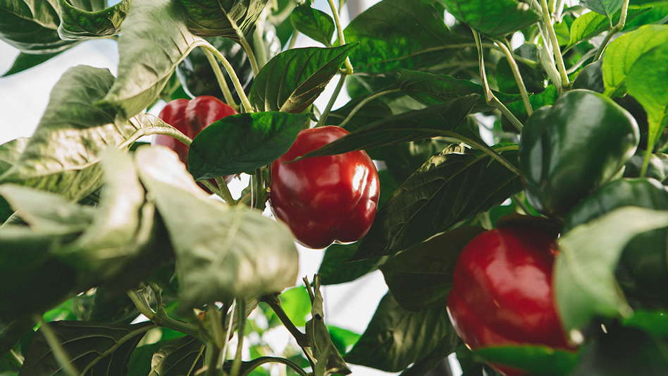 Pure Flavor acquires 25-acre bell pepper farm in Ontario - Produce Grower