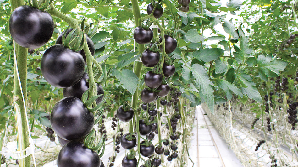 Powerhouse tomato: Meet Nature Fresh's newest introduction - Produce Grower