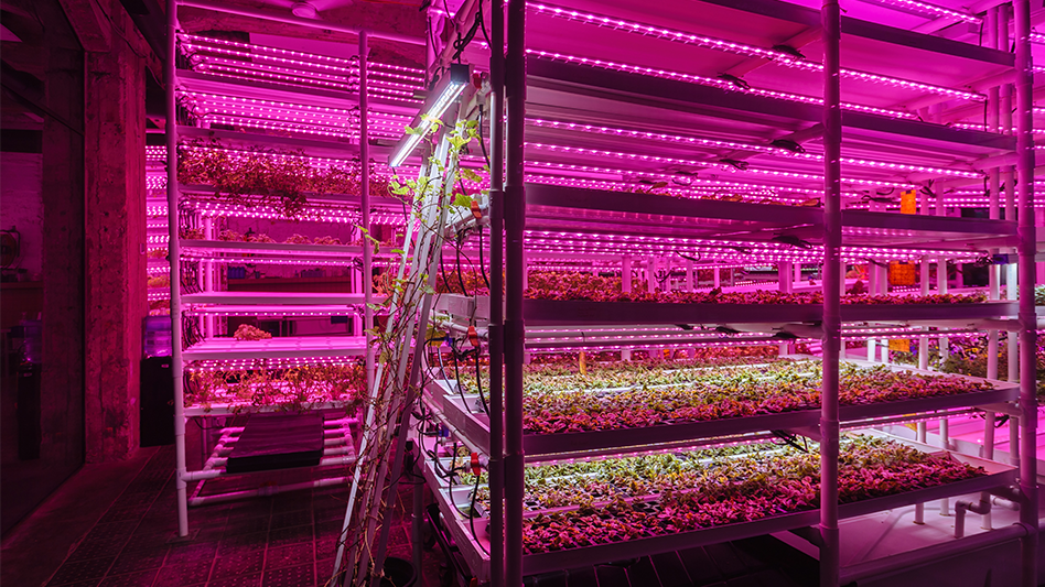 Far-red light & temperature interactively regulate plant growth and ...