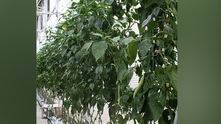 Peppers 101: a production guide - Produce Grower