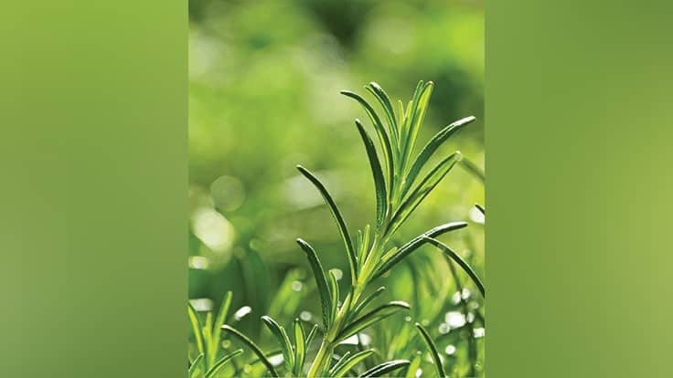 Rooting herb cuttings: Why daily light integral matters - Produce Grower