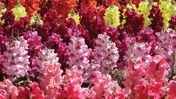 Edible flower power - Produce Grower